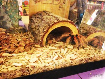 Wild Rumpus Bookstore, Linden Hills Minnesota