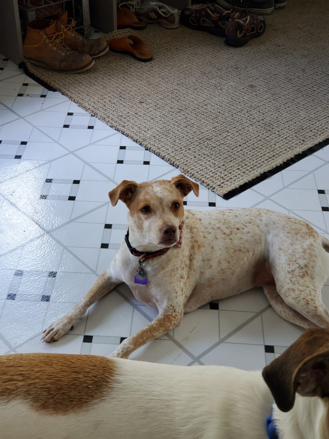 easy DIY Pet Art-- create yur own personalized art! Full tutorial ...