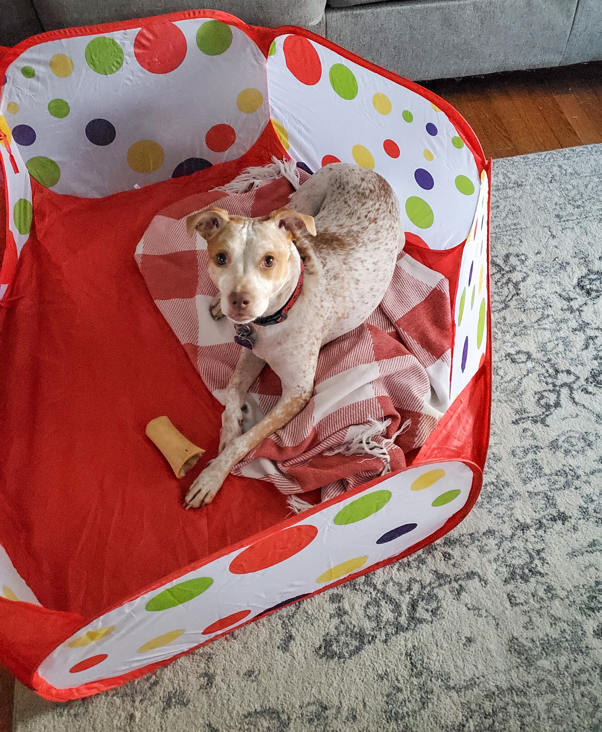 Indoor Enrichment Ideas for your Dog